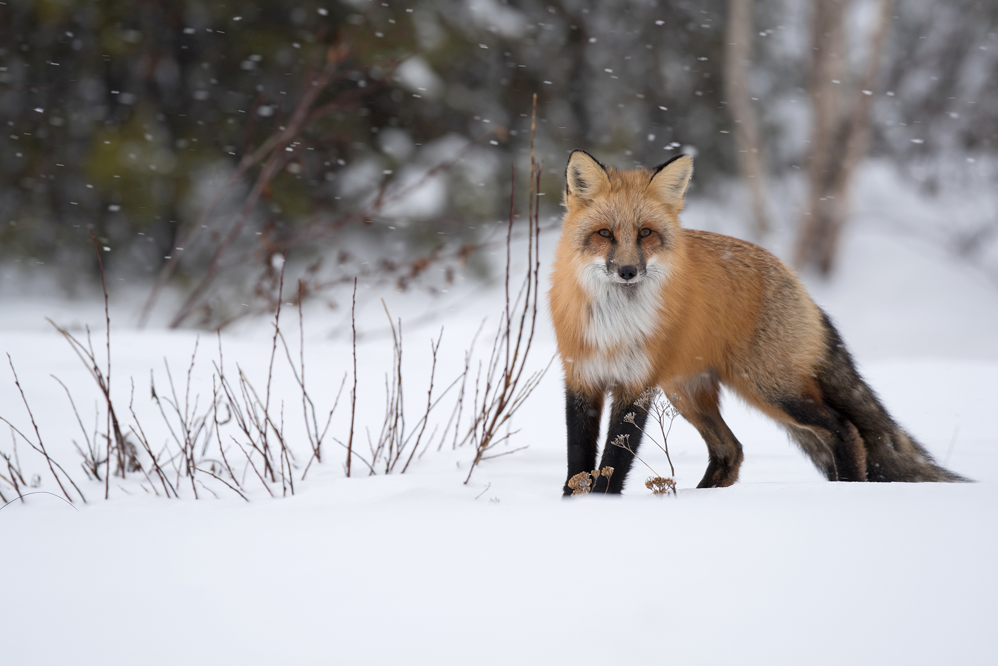 Le renard roux, une espèce importante pour l’équilibre des écosystèmes ...