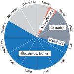 Le renard roux, une espèce importante pour l’équilibre des écosystèmes ...