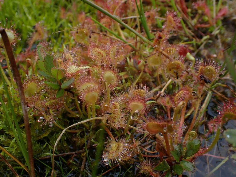 Le droséra, une plante carnivore qui a du mordant! - Corridor forestier ...